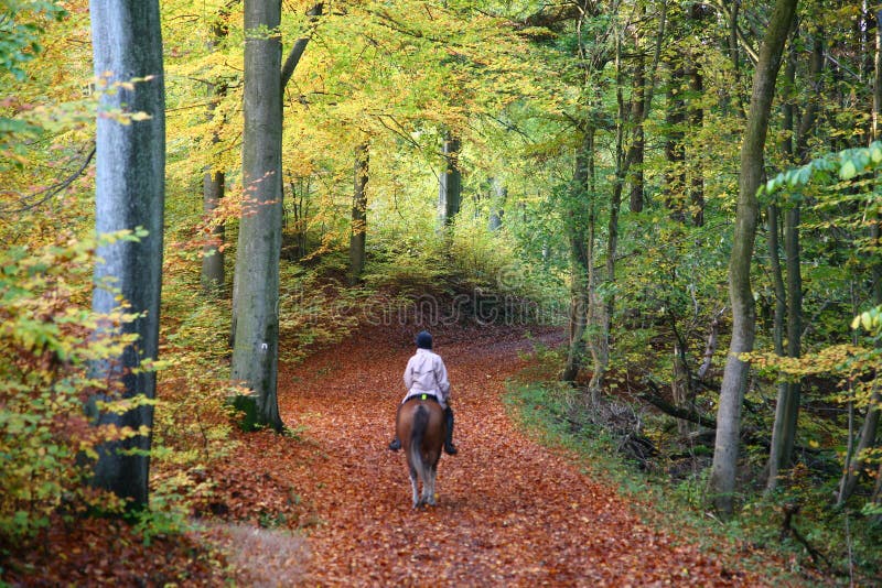 Riding Horse through the Woods Stock Image - Image of riding, green ...