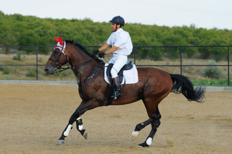 Rider in the jumping show stock photo. Image of runner - 10604602