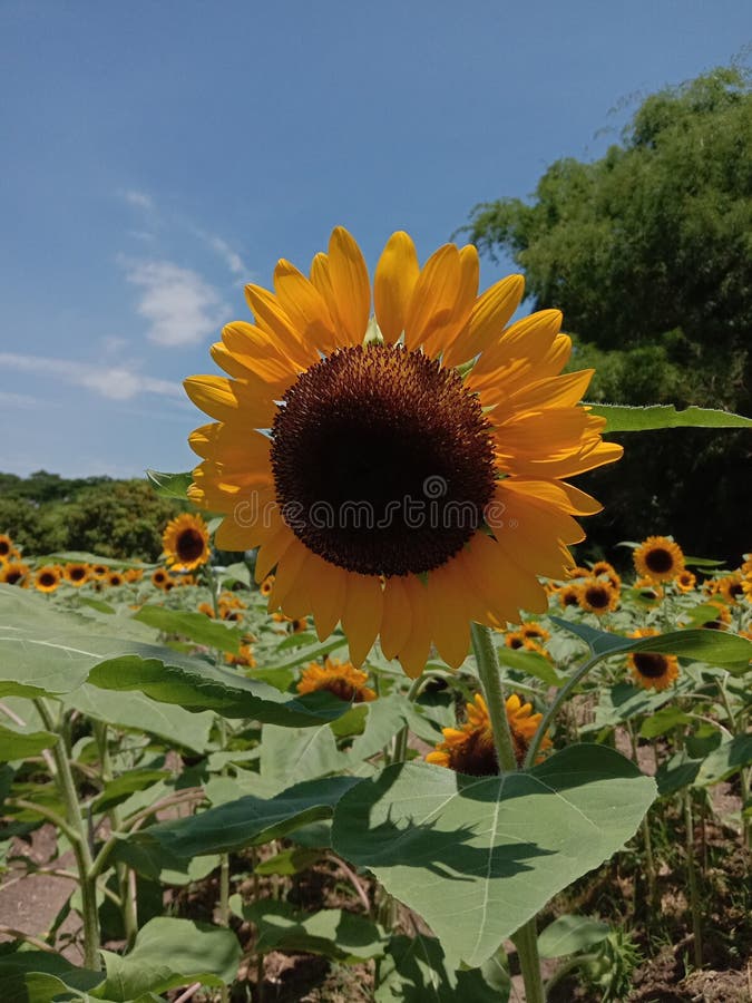 Rides at Sunflower Farm - Jala Jala Rizal Stock Image - Image of rizal ...