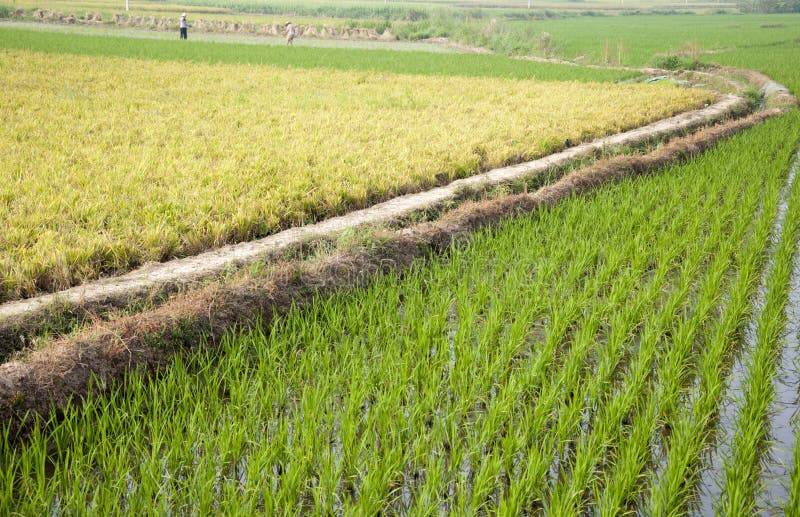 Ridge stock image. Image of paddy, grain, agriculture - 20355029