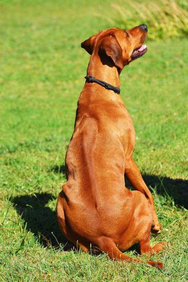 Rhodesian Ridgeback Puppy Dog Portrait Stock Image - Image of canine ...