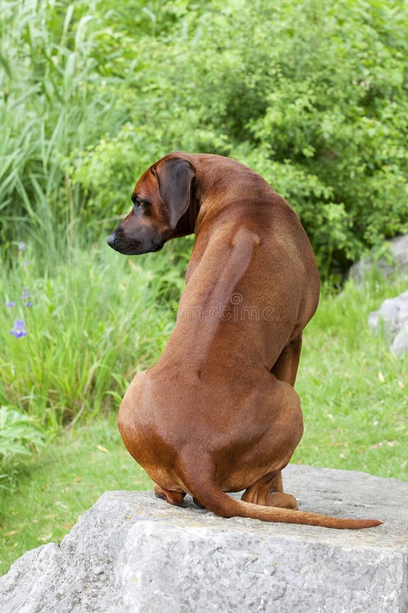 Cresta Del Rhodesian Ridgeback Fotografia Stock - Immagine di africa ...