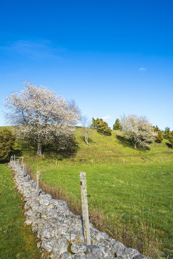 Ridge with Flowering Fruit Trees and an Old Stone Wall Stock Image ...