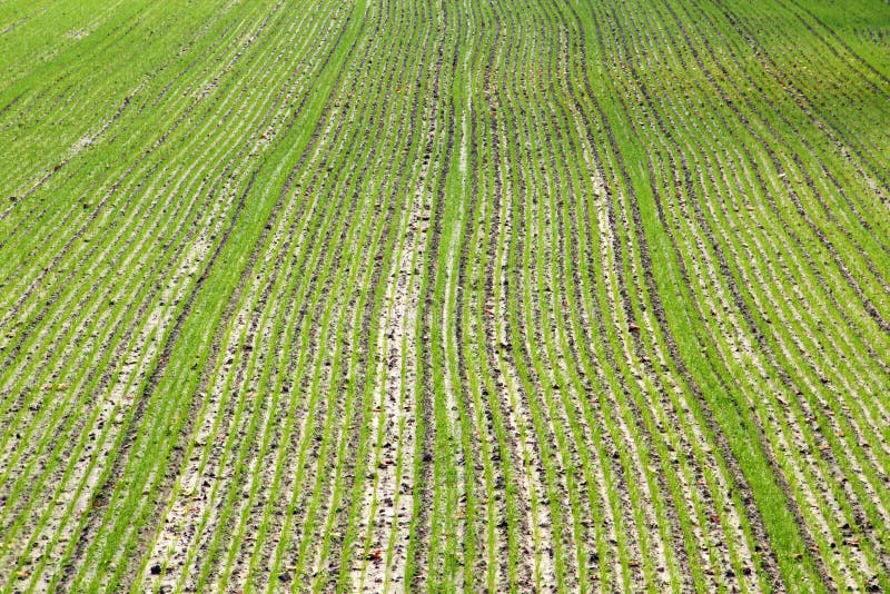Ridge and furrow stock image. Image of reeans, field - 47433461