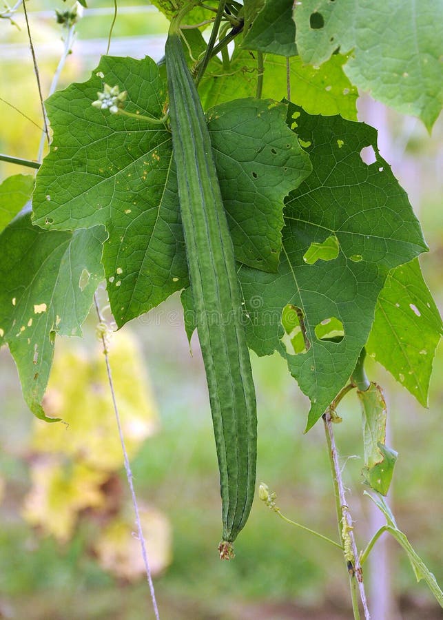Ridge Gourd Flower in farm stock image. Image of flower - 202129917