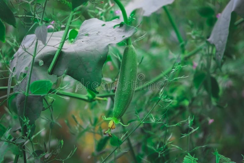 Ridge Gourd Fruit in the Leaves Stock Photo - Image of flora, herbal ...