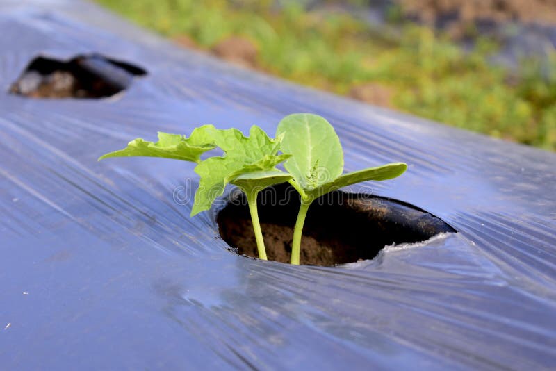 Ridge Gourd Small Planet in the Farm Stock Image - Image of natural ...