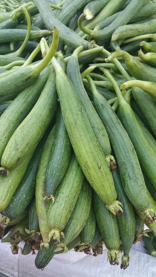 Ridge gourd vegetable stock image. Image of green, gourd - 75319487