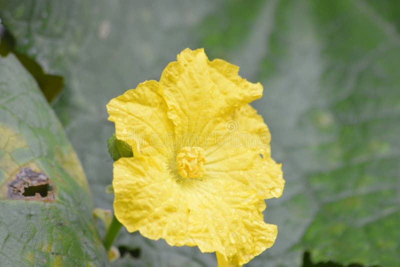 Ridge Gourd Yellow Flower foto de archivo. Imagen de calabaza - 101806068
