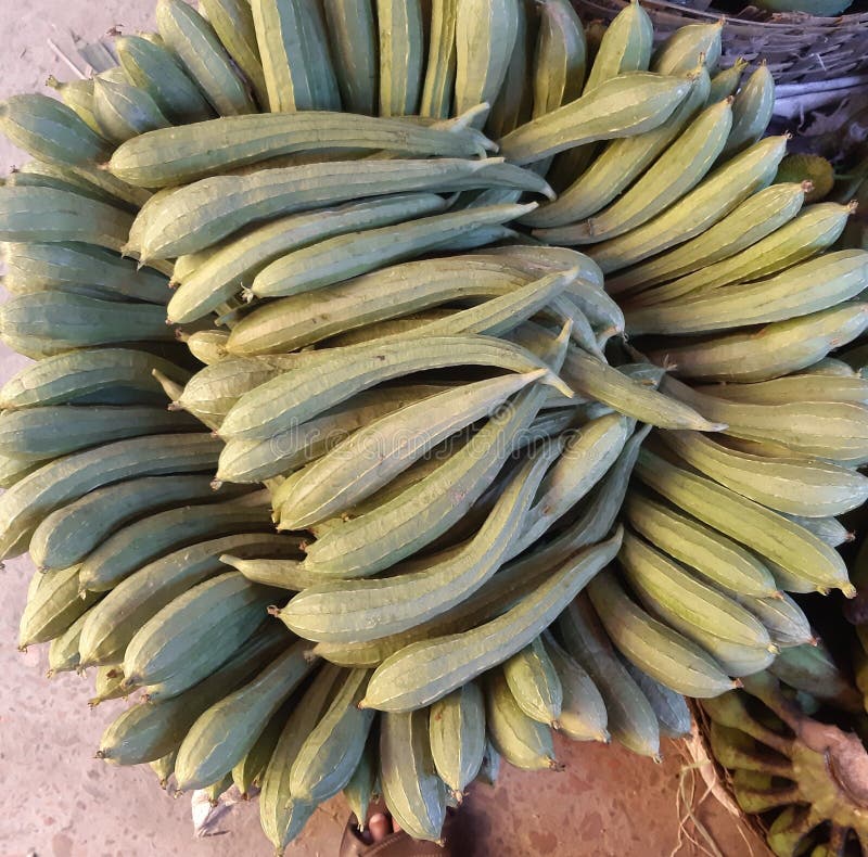 Ridge gourds. Raw luffas stock photo. Image of gourds - 344741556