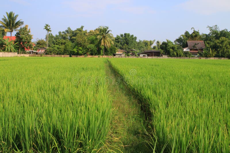 Ridge in the meadow2 stock photo. Image of nature, paddy - 45439604