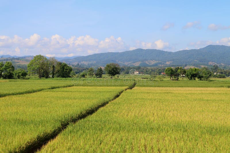 Ridge in the meadow 3 stock photo. Image of paddy, nature - 46609832