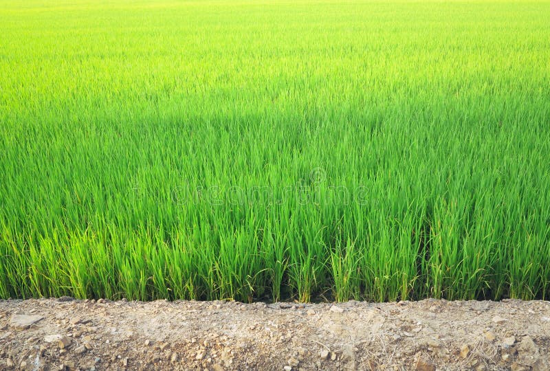 The Ridge of Paddy Rice Field Break, Damage from Water Flood, Rainstorm ...