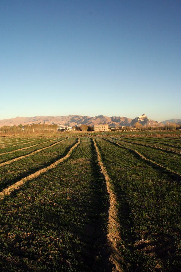 Ridge Of Paddy In Tibet Country Stock Photo - Image of divide ...