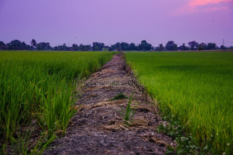 Ridge of Rice Field Green Grass in Sunset Stock Photo - Image of ...