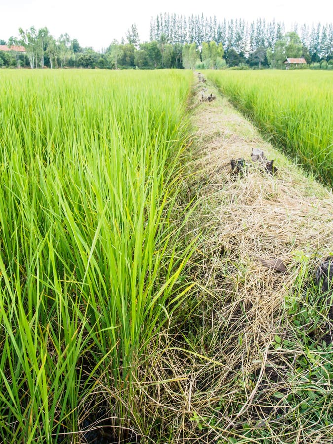 Ridge and rice field stock image. Image of rice, food - 60516003