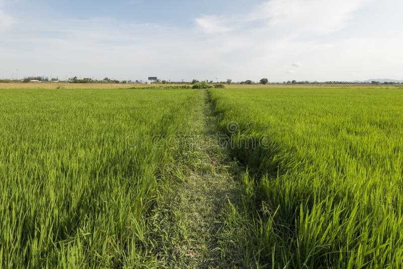 The Ridge of Paddy Rice Field Break, Damage from Water Flood, Rainstorm ...