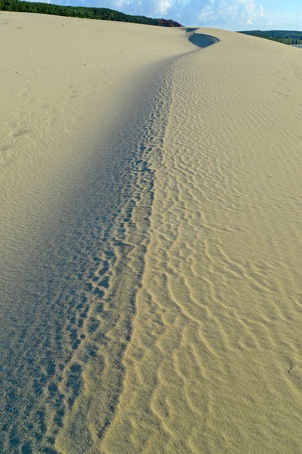 The Ridge of a Sand Dune on the Curonian Spit. Kaliningrad Region Stock ...