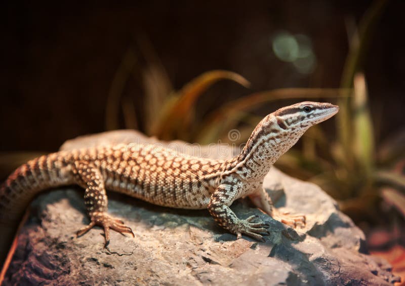 Ridge-tailed Monitor in Terrarium Stock Image - Image of spiny, reptile ...