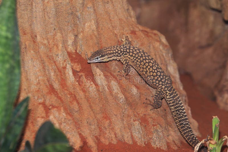 Ridge tailed monitor stock image. Image of ridge, varanus - 82287517