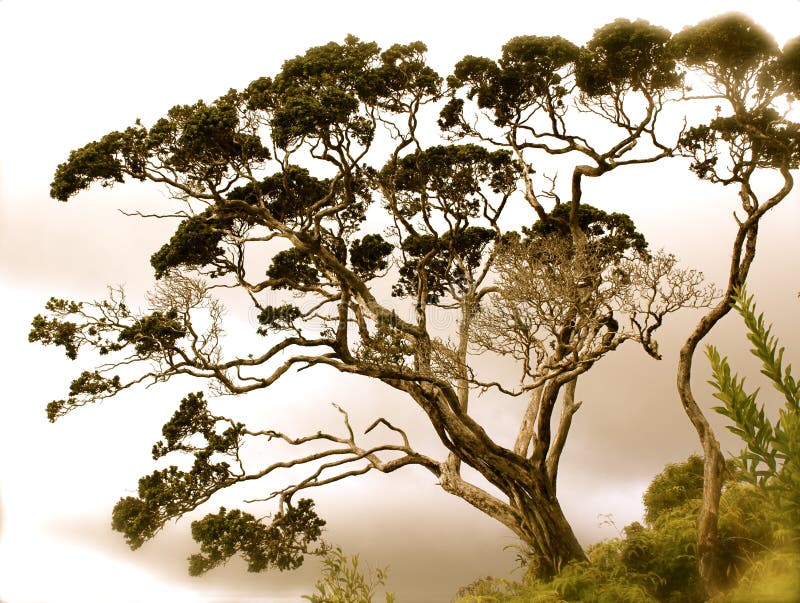 Ridge Tree stock image. Image of green, trail, hiking - 13119935