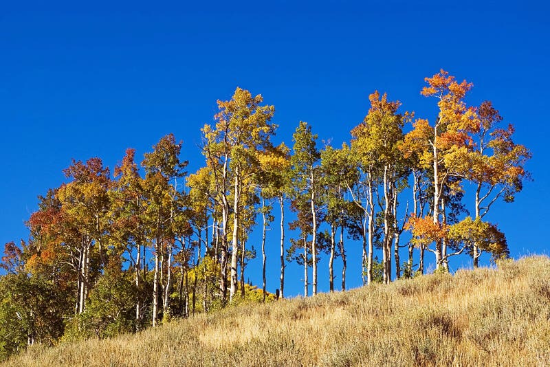 Ridge with Trees stock photo. Image of wood, yellow, autumn - 11141488