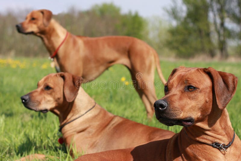 Ridgeback stock image. Image of pedigreed, mammal, green - 12608807