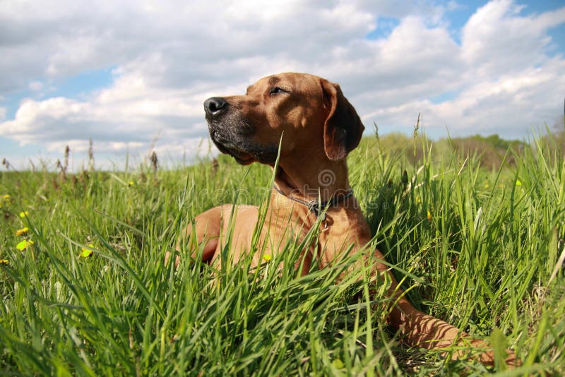 Ridgeback stock photo. Image of ridgeback, animal, rhodesian - 12609088
