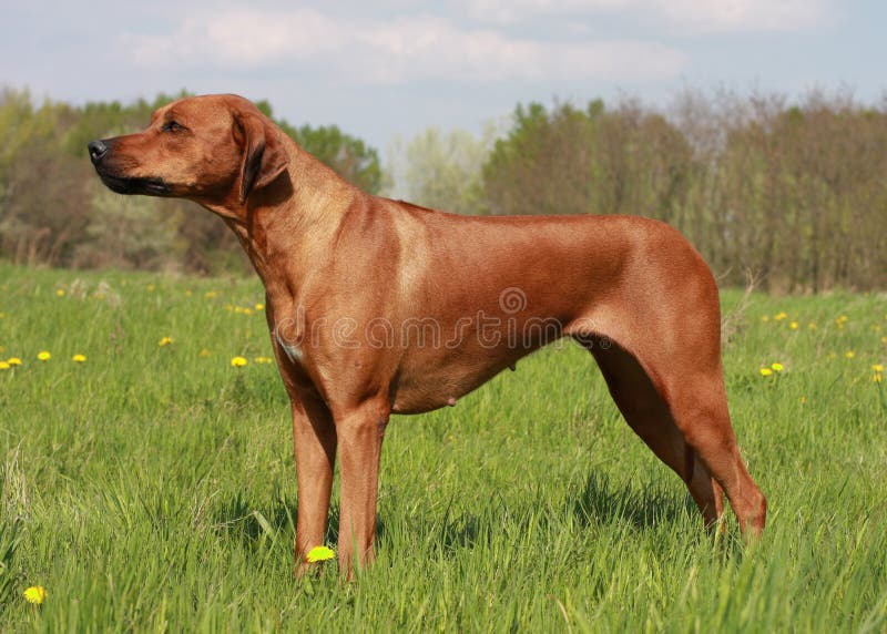 Ridgeback stock image. Image of meadow, animal, chestnut - 12807223