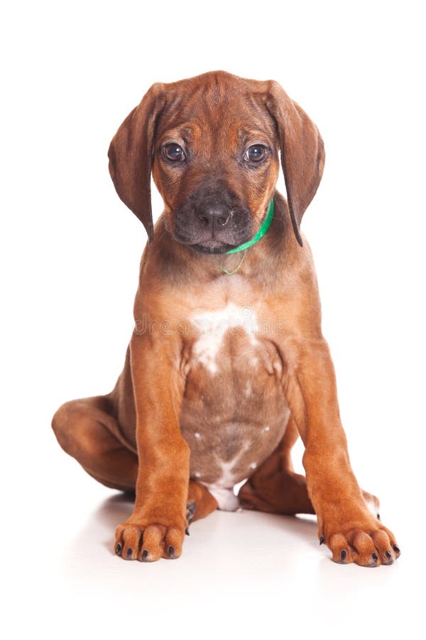 Ridgeback stock image. Image of vertical, white, puppy - 21262615