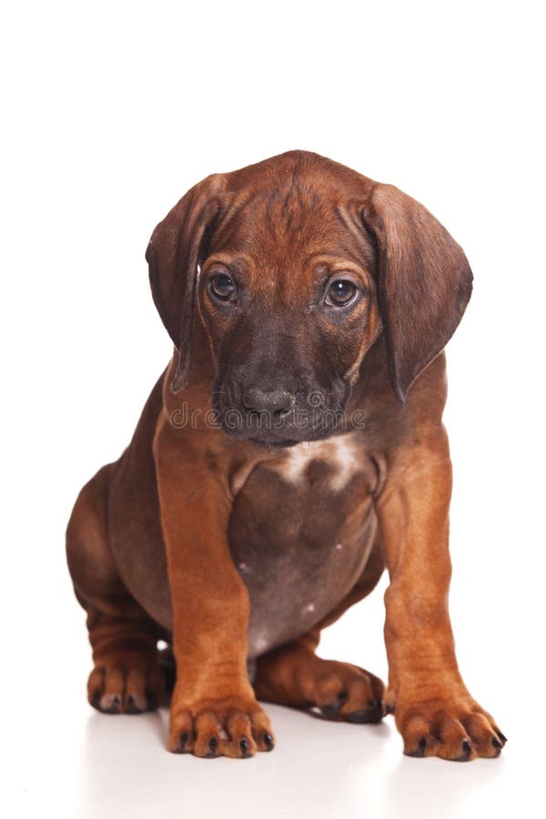 Ridgeback stock photo. Image of studio, breed, white - 21334098