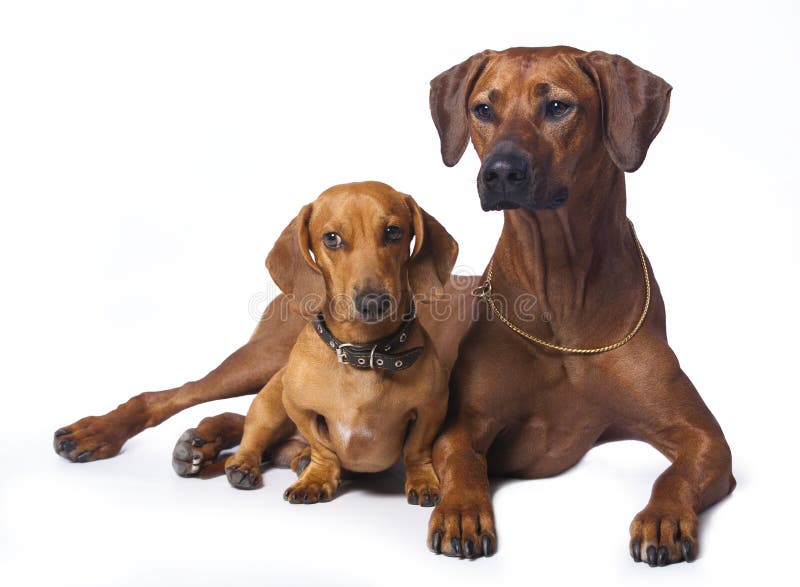Ridgeback and dachshund stock photo. Image of isolated - 46299416