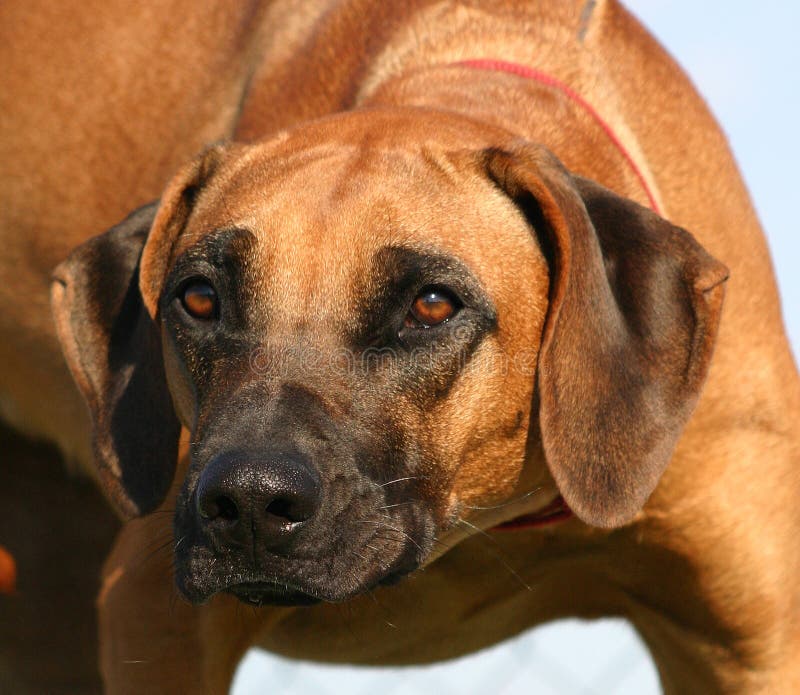Ridgeback Rhodesiano foto de archivo. Imagen de perro - 2175038