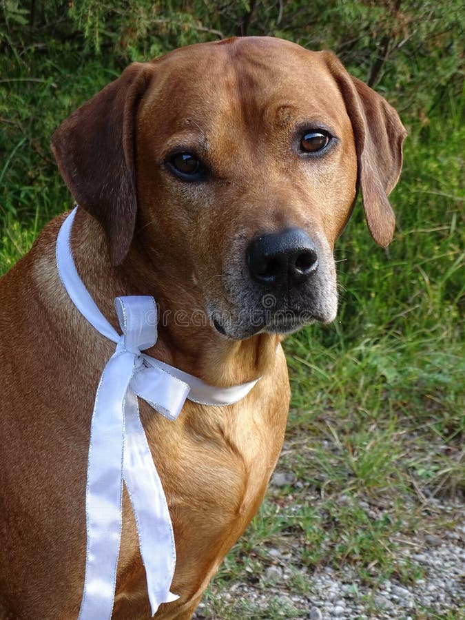 Ridgeback De Rhodesian Del Perro Y Cinta Blanca Foto de archivo ...
