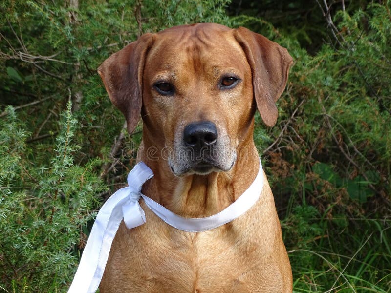 Ridgeback De Rhodesian Del Perro Y Cinta Blanca Foto de archivo ...