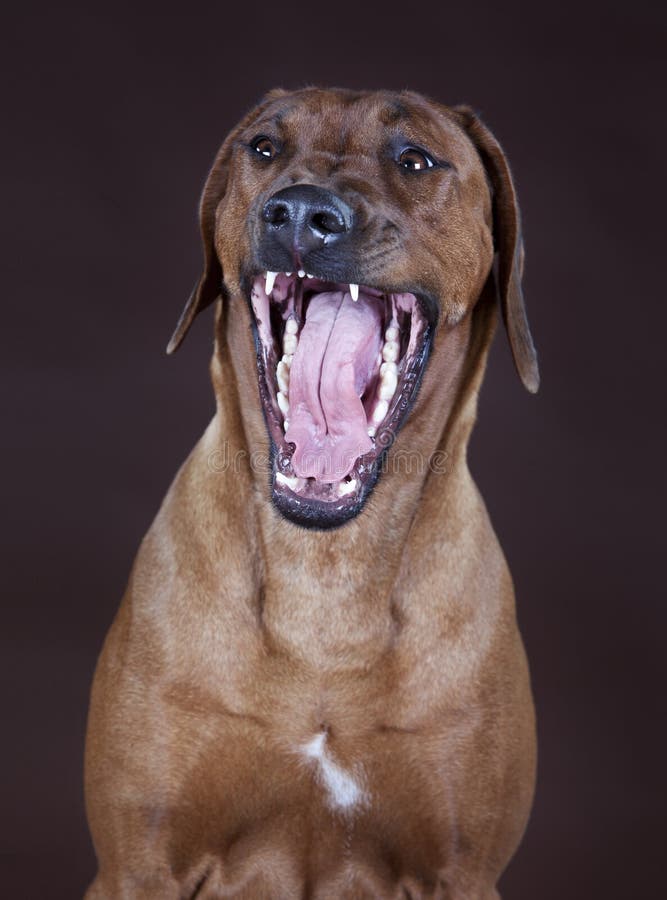 Uno Sbadiglio Di Un Rhodesian Ridgeback Fotografia Stock - Immagine di ...
