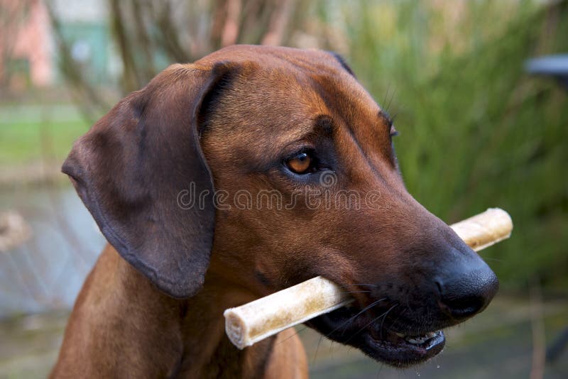 Cane con l'osso immagine stock. Immagine di testa, animale - 29892129