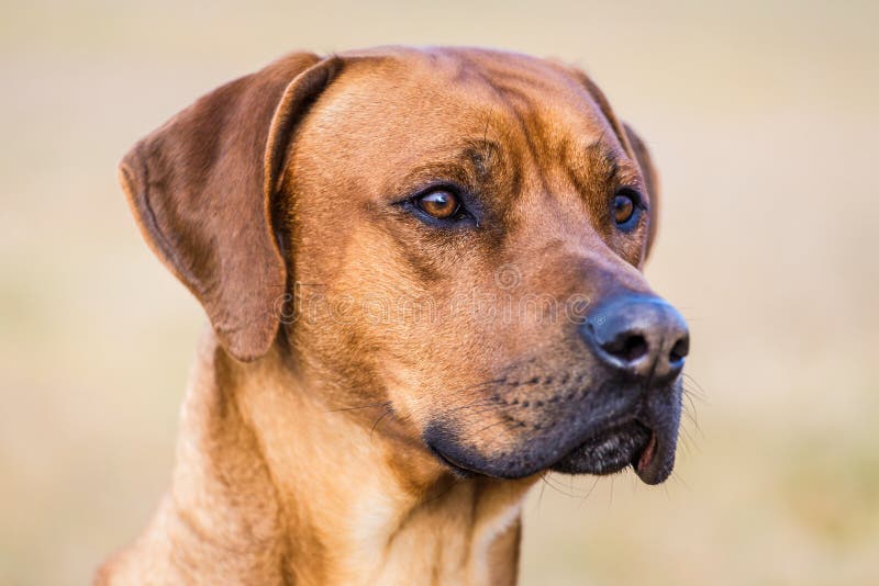 Ridgeback dog stock image. Image of outdoors, purebred - 36672557
