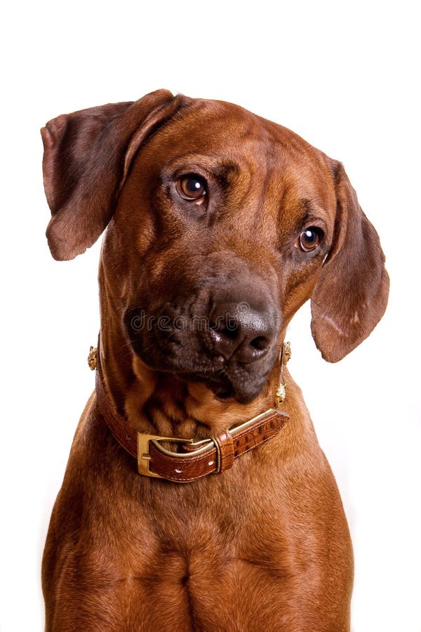 Ridgeback Dog Portrait Isolated on White Stock Photo - Image of animal ...