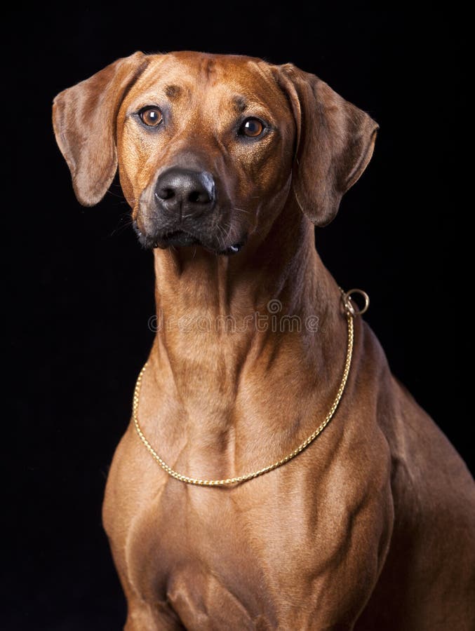 Ridgeback dog stock image. Image of white, group, rhodesian - 46299537