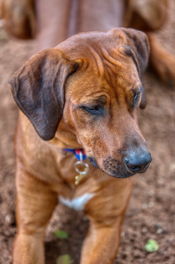 Ridgeback dog stock photo. Image of hound, brown, african - 193964056