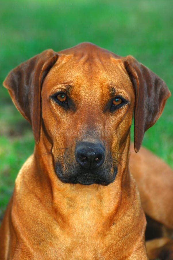 Ridgeback portrait stock photo. Image of dogs, canine - 4713606