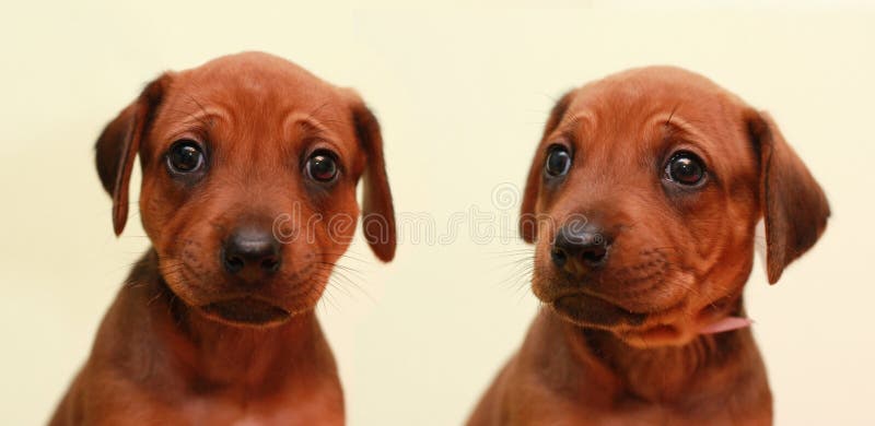 Ridgeback puppy stock image. Image of puppy, green, ridgeback - 12608945