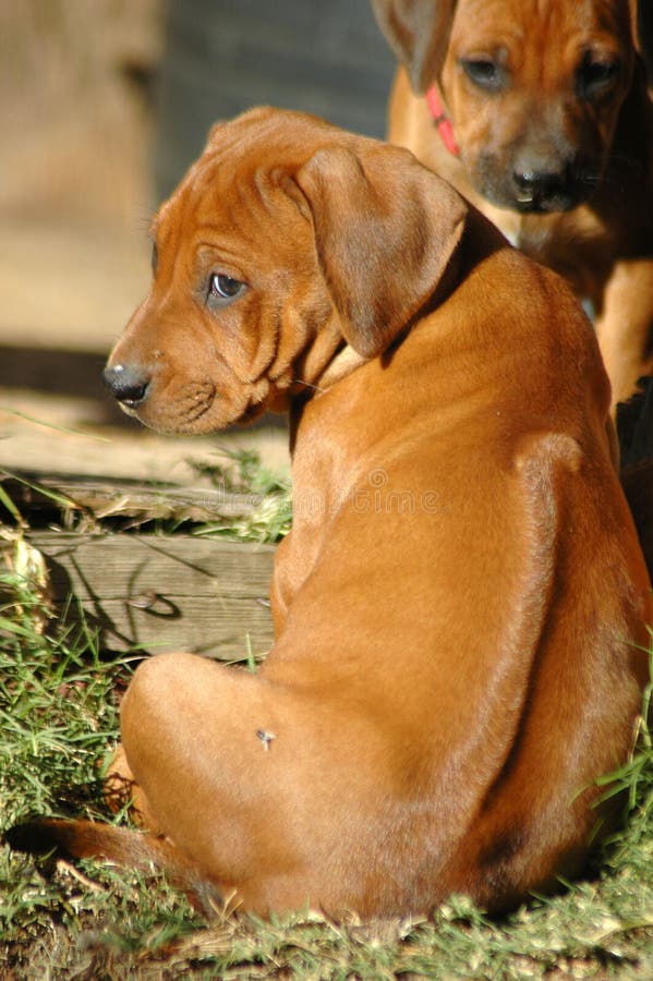 Ridgeback puppy stock photo. Image of dogs, expression - 2627050