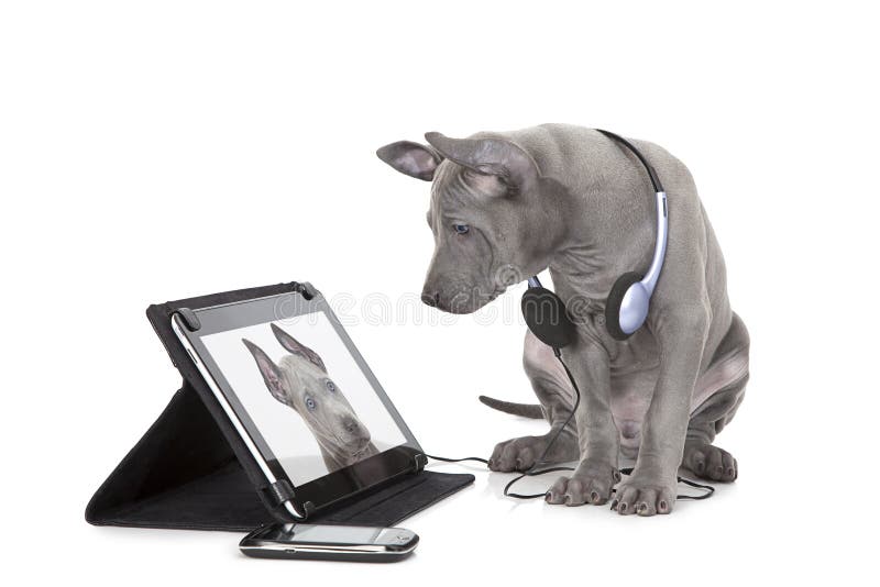 Ridgeback Puppy with Tablet Computer Stock Image - Image of portrait ...