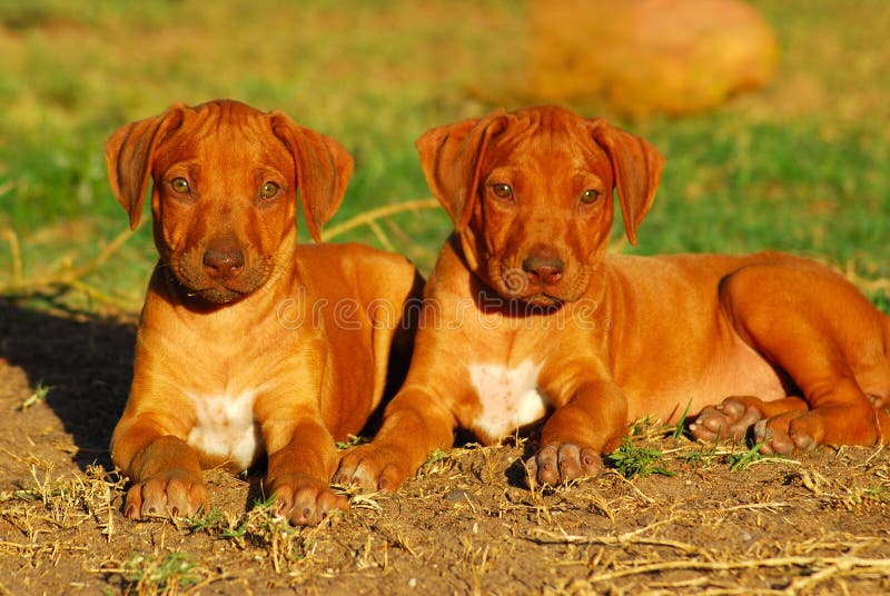 Ridgeback Rhodesian De Chiots Image stock - Image du attentif ...