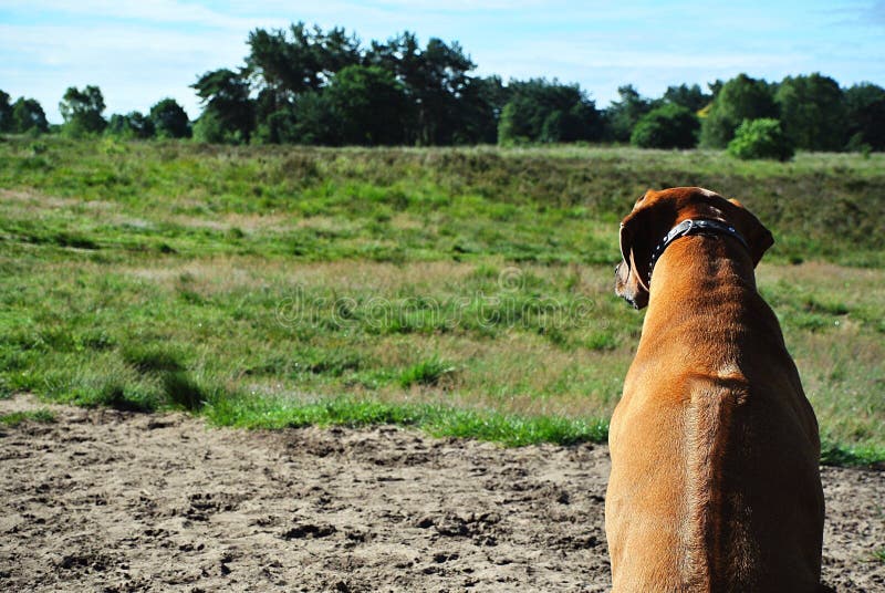 Ridgeback Rhodesian Del Perro En El Campo Foto de archivo - Imagen de ...