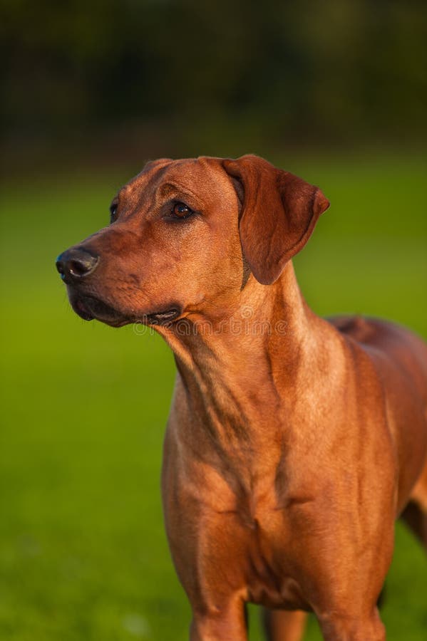 Ridgeback Rhodesian Del Perro Hermoso Imagen de archivo - Imagen de ...