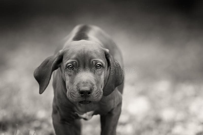 Ridgeback Rhodesian Del Perro Hermoso Imagen de archivo - Imagen de ...