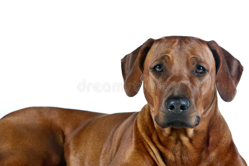 Ridgeback Rhodesian Del Perro Joven Hermoso Aislado En Blanco Foto de ...